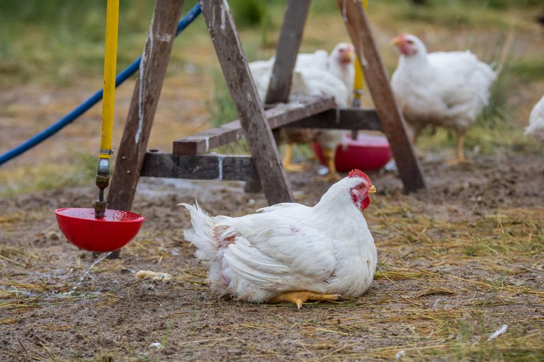 Pasture to Plate
