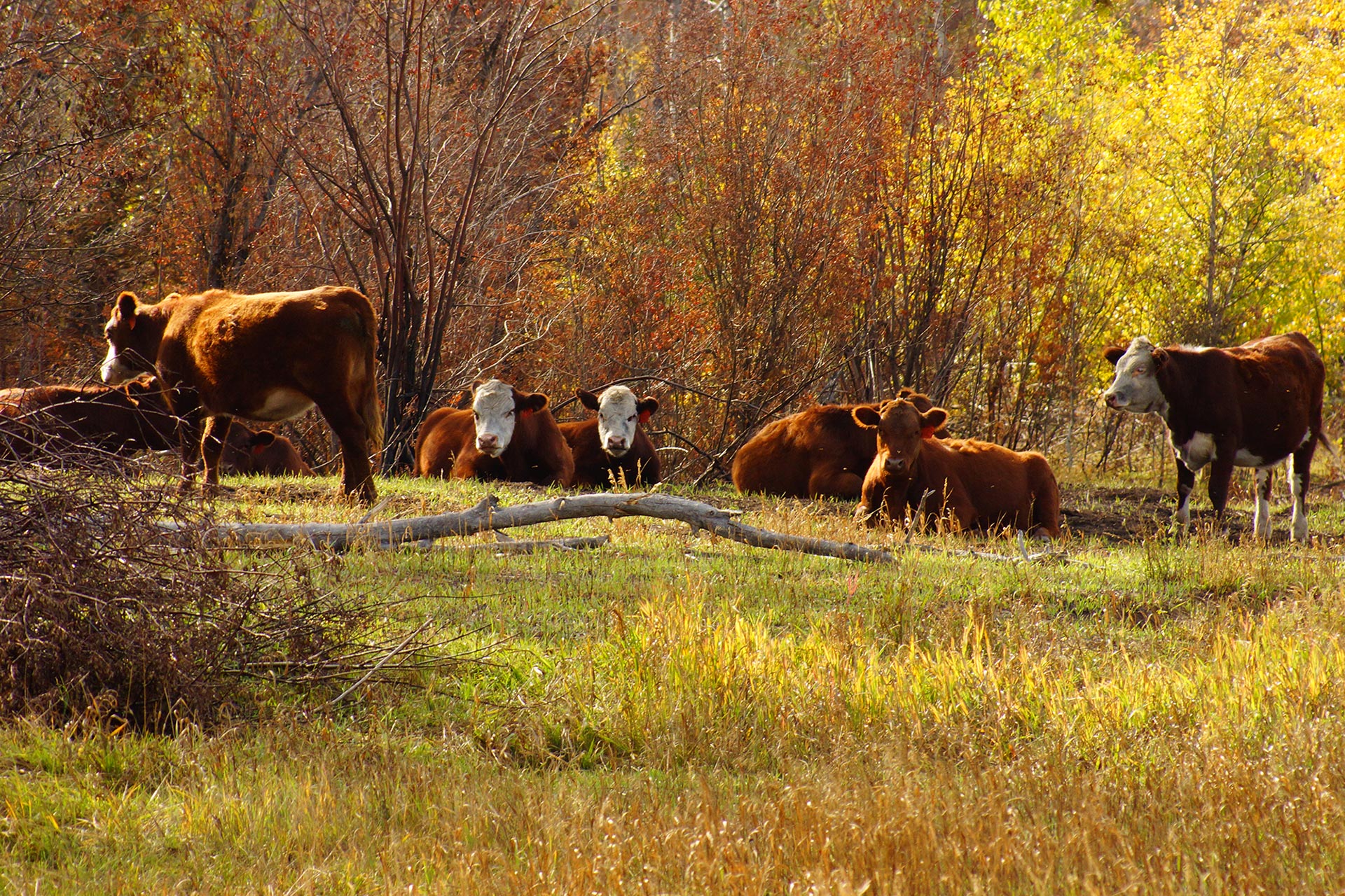 Rafter 25 Ranch – Pasture to Plate